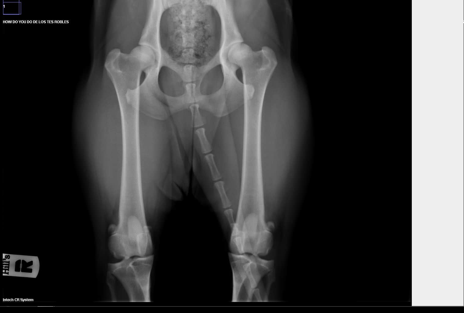 controles de salud en las perros de raza, displasia de cadera perro, EVCO