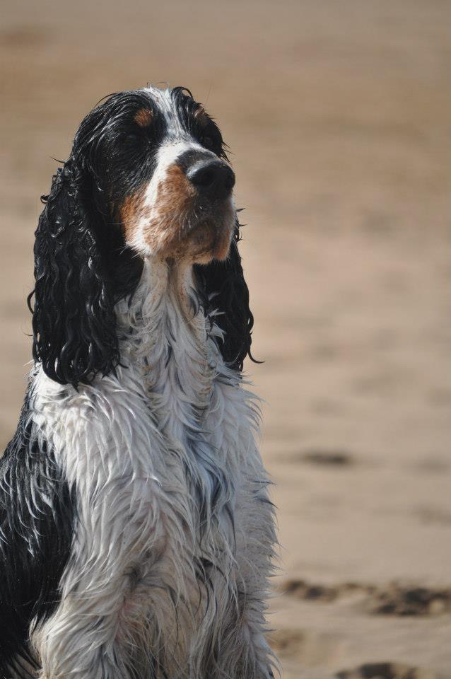 dance springer spaniel ingles de los tres robles tricolor negra