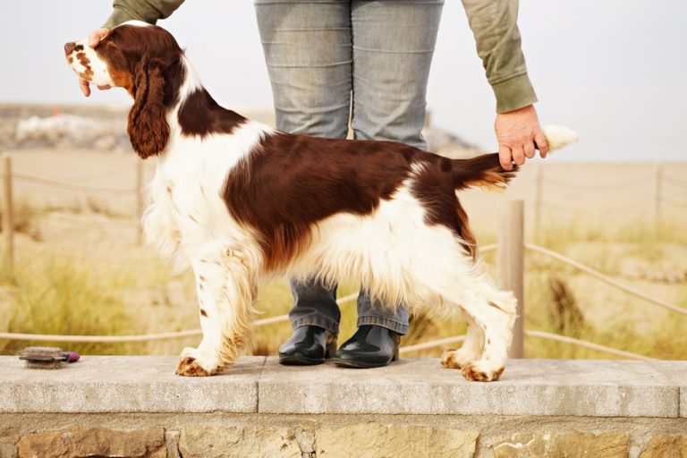 springer spaniel ingles hembra tricolor