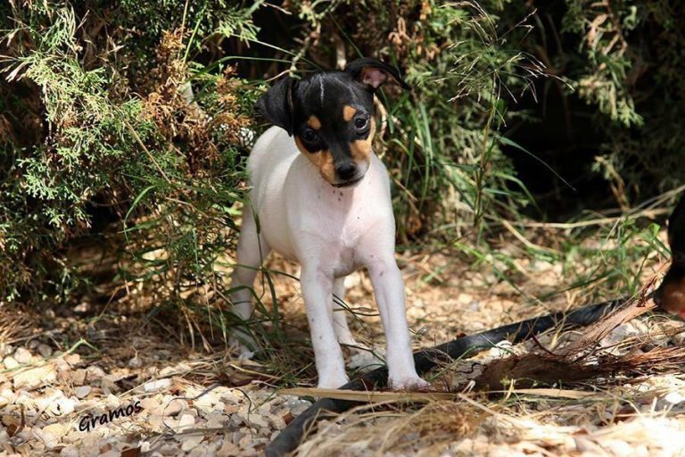 Ratonera Valenciana Randeros Bienmesabe de los tres robles